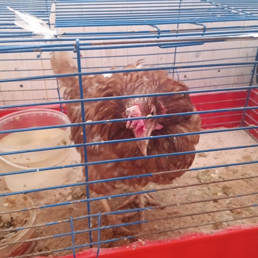 Отдам даром курицу