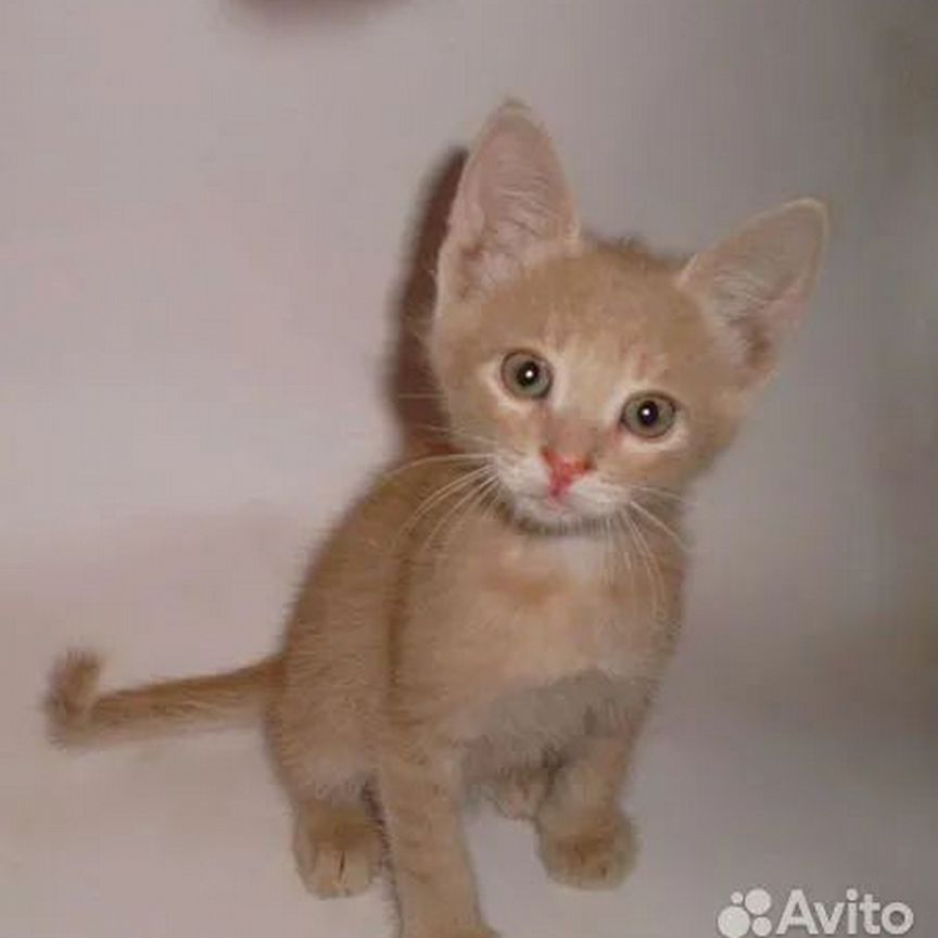 Персиковый малыш