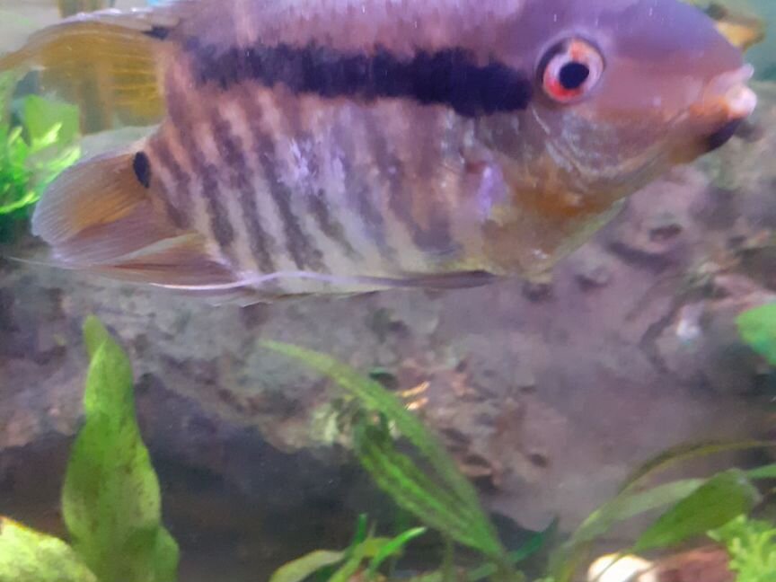 Мезонаута цихлиды