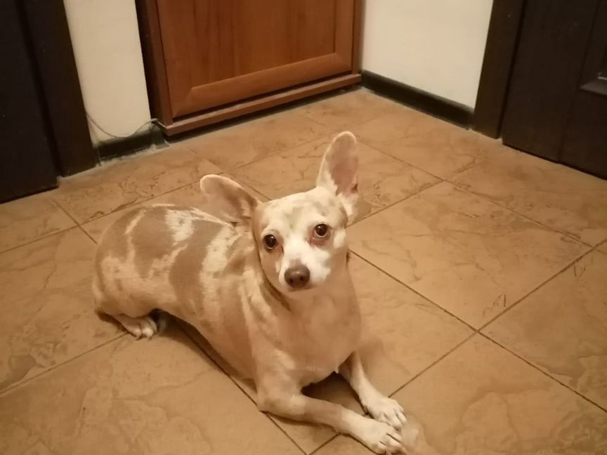 Девочка мрамор 2 г