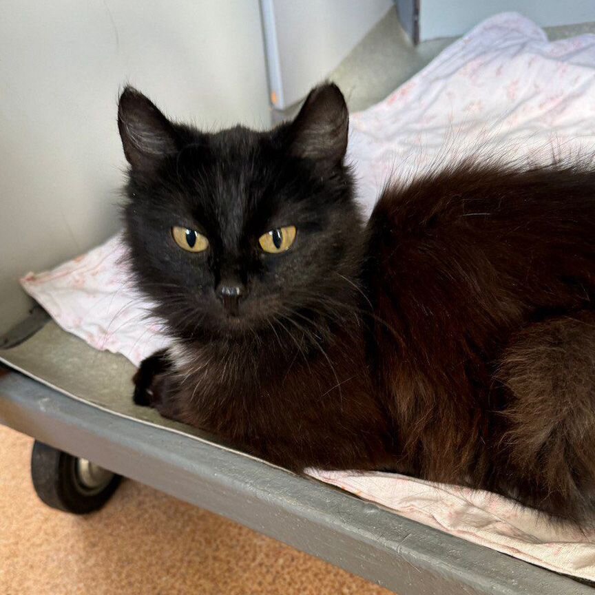 Взрослая кошка в добрые руки