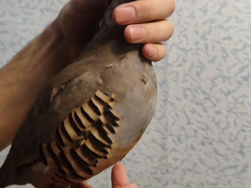 Куропатки маленькие (мальчик гибрид)