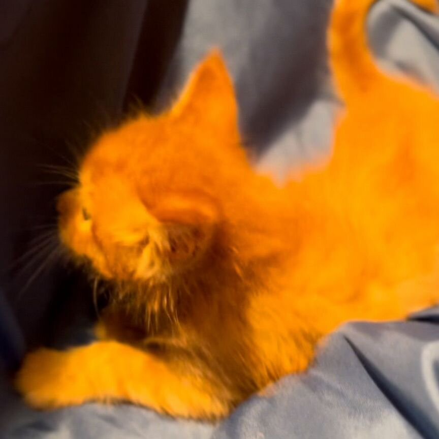 Мейн-кун котёнок