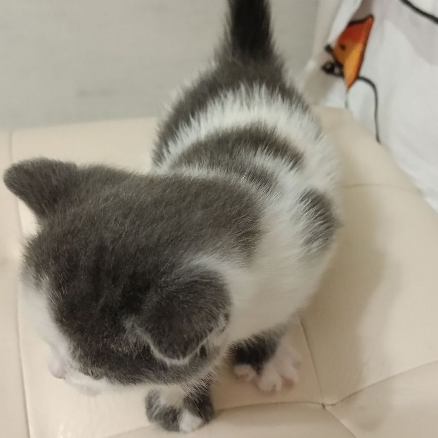 Сибирский котёнок