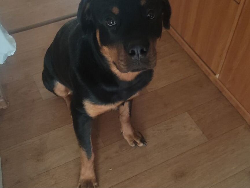 Вязка ротвейлера