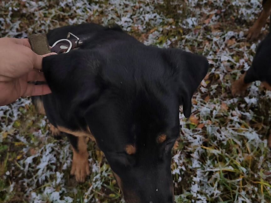 Пристраивается крупный щенок