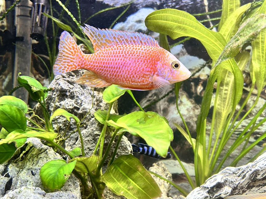 Аулонакара орхидея ред