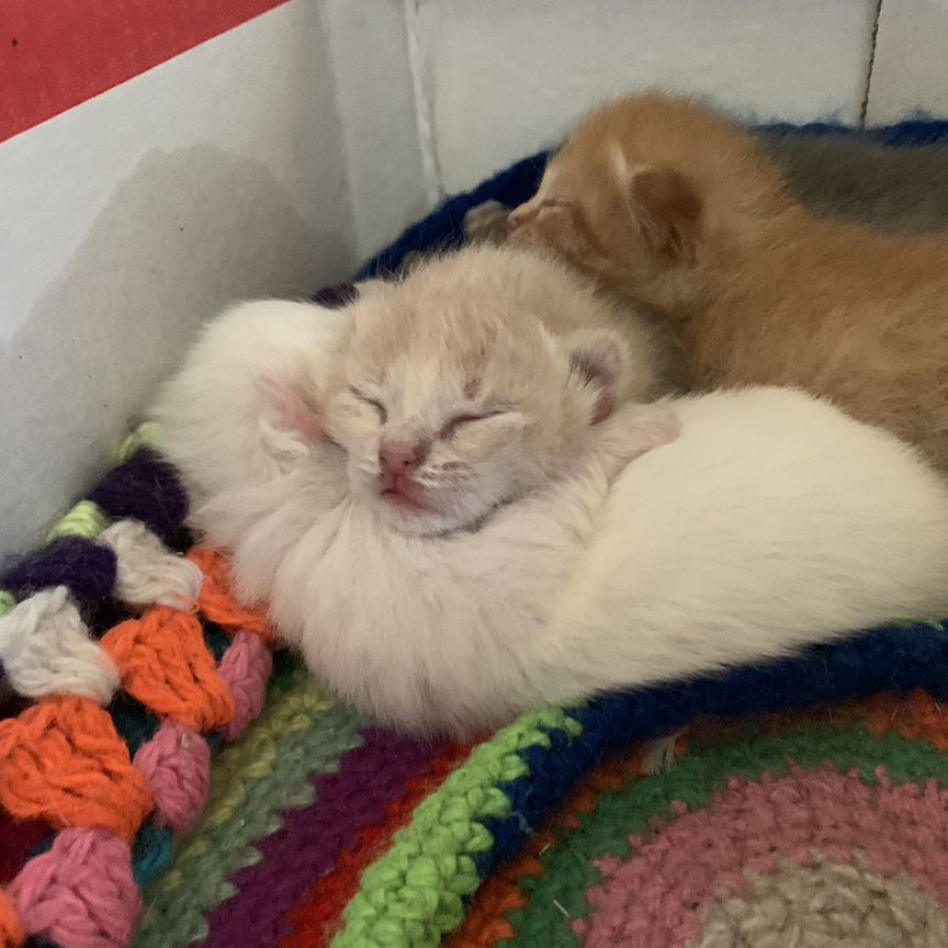 Котята бесплатно