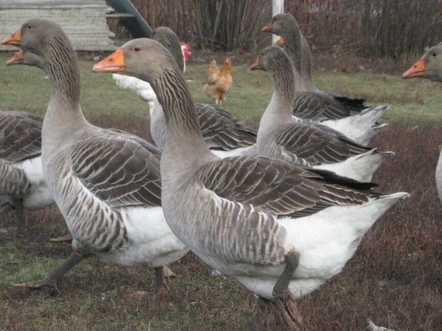 Гусь большой серый