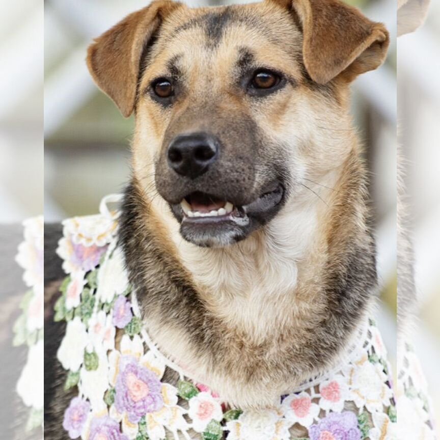 Собака в добрые руки