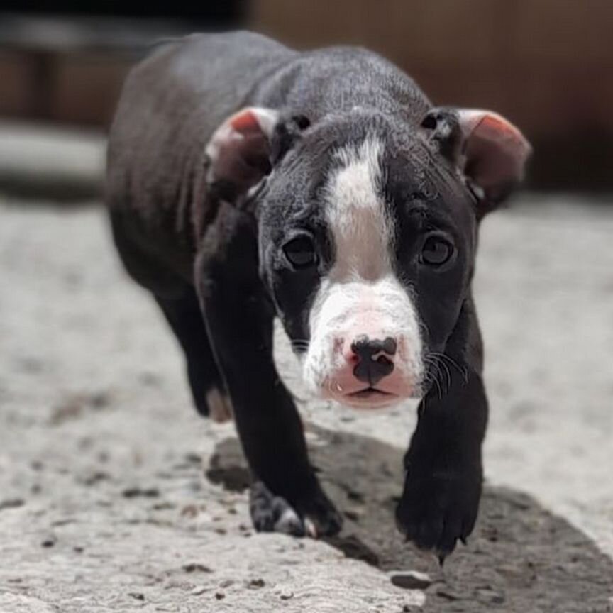 Ам.булли щенок