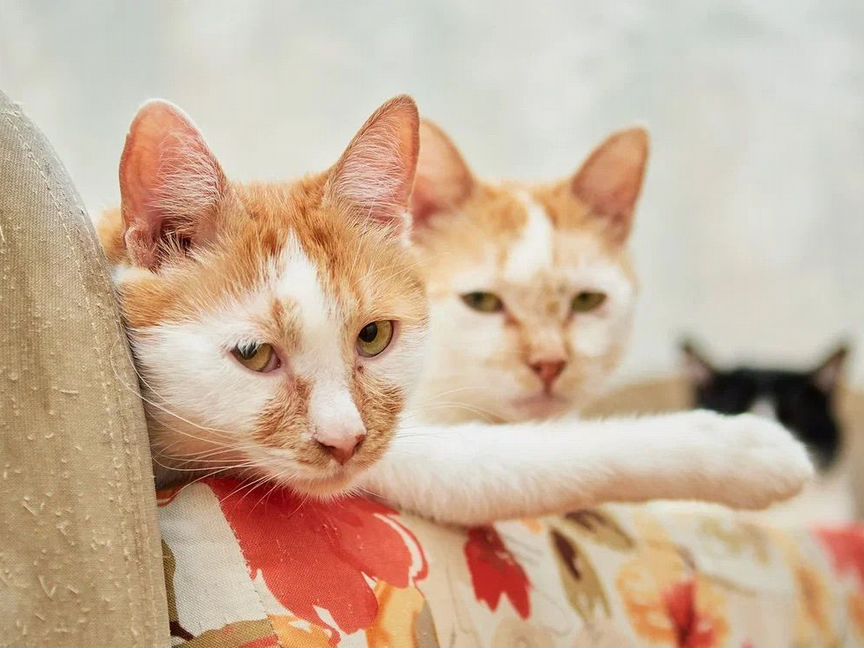 Чудесные ласковые котики