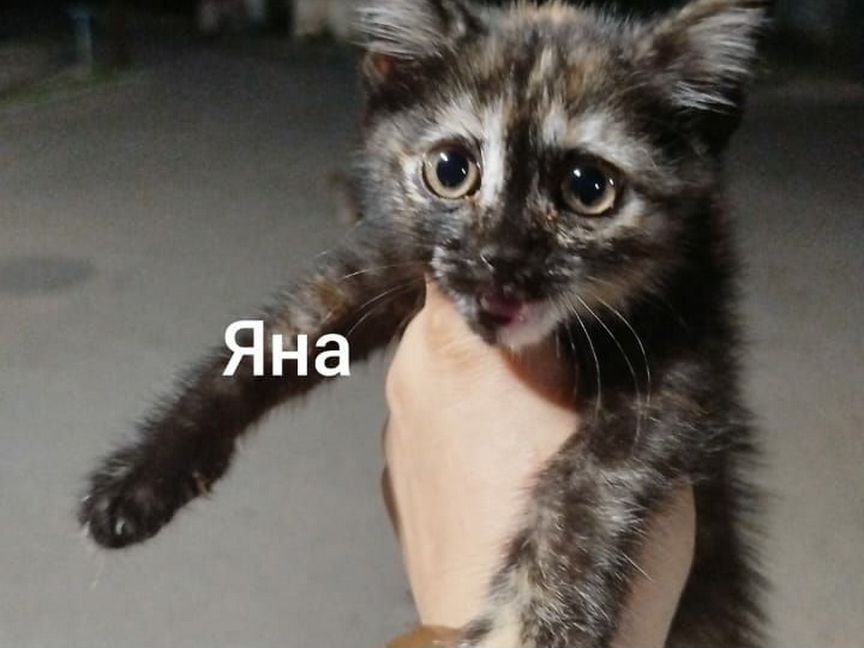 Щенки и котята в добрые руки