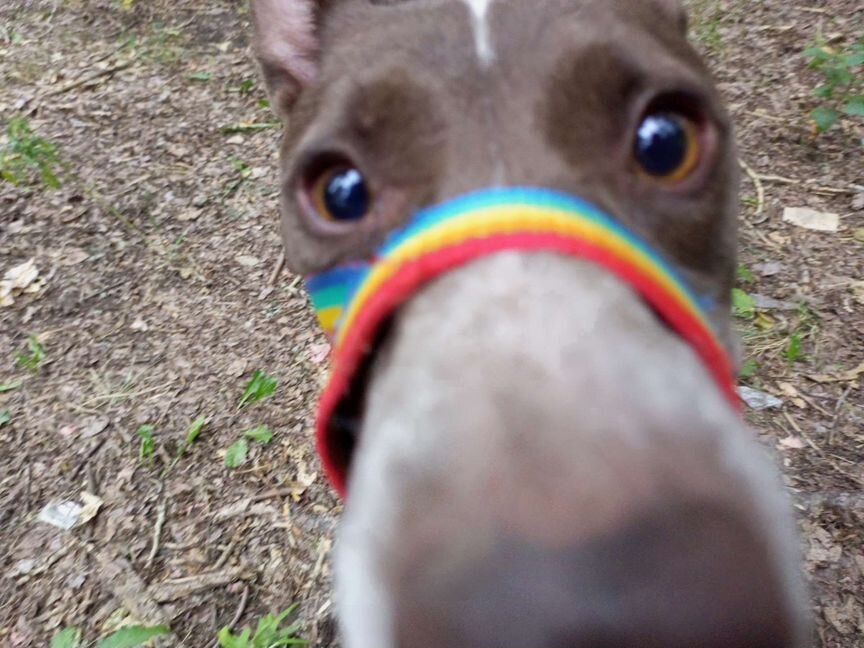 Собака. помесь бассенджи