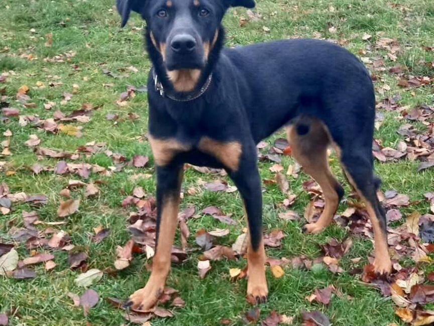 Умнейший Рокки в добрые руки