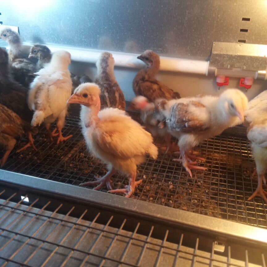 Цыплята домашние