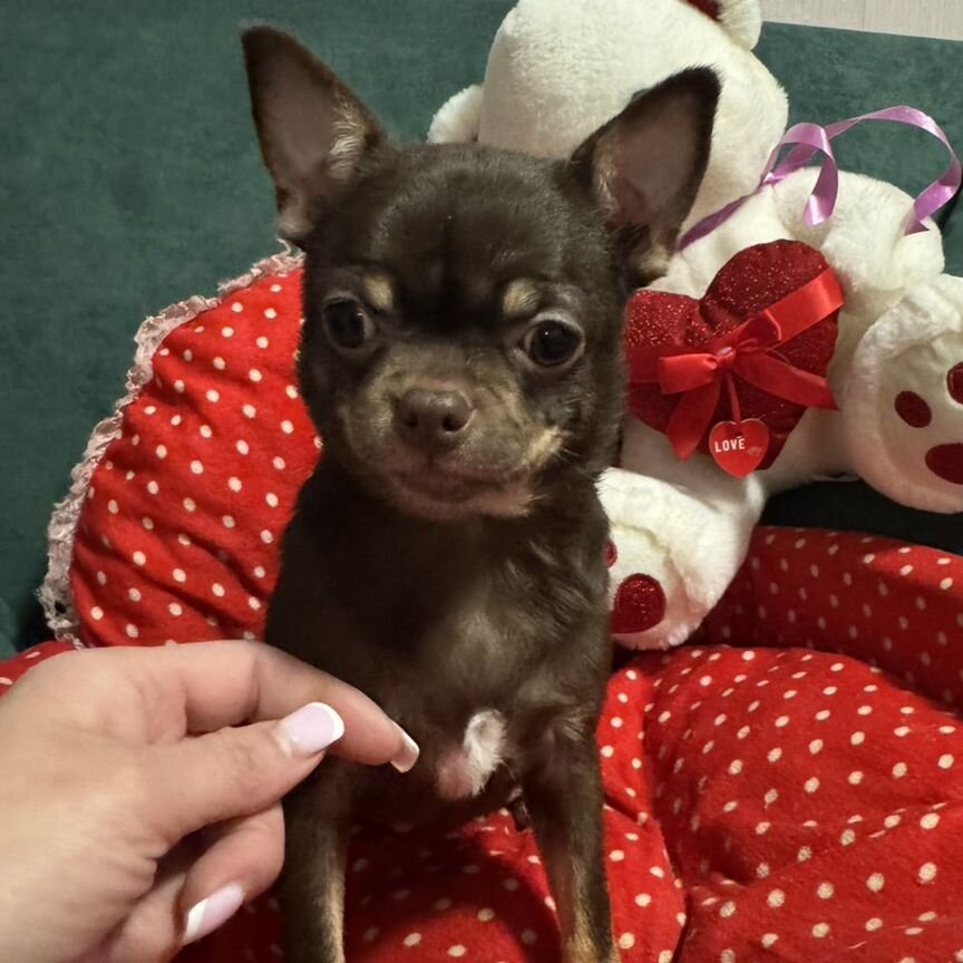 Чихуахуа, щенок