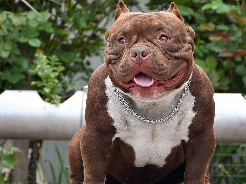 Амбуль Крузачок. Вязка