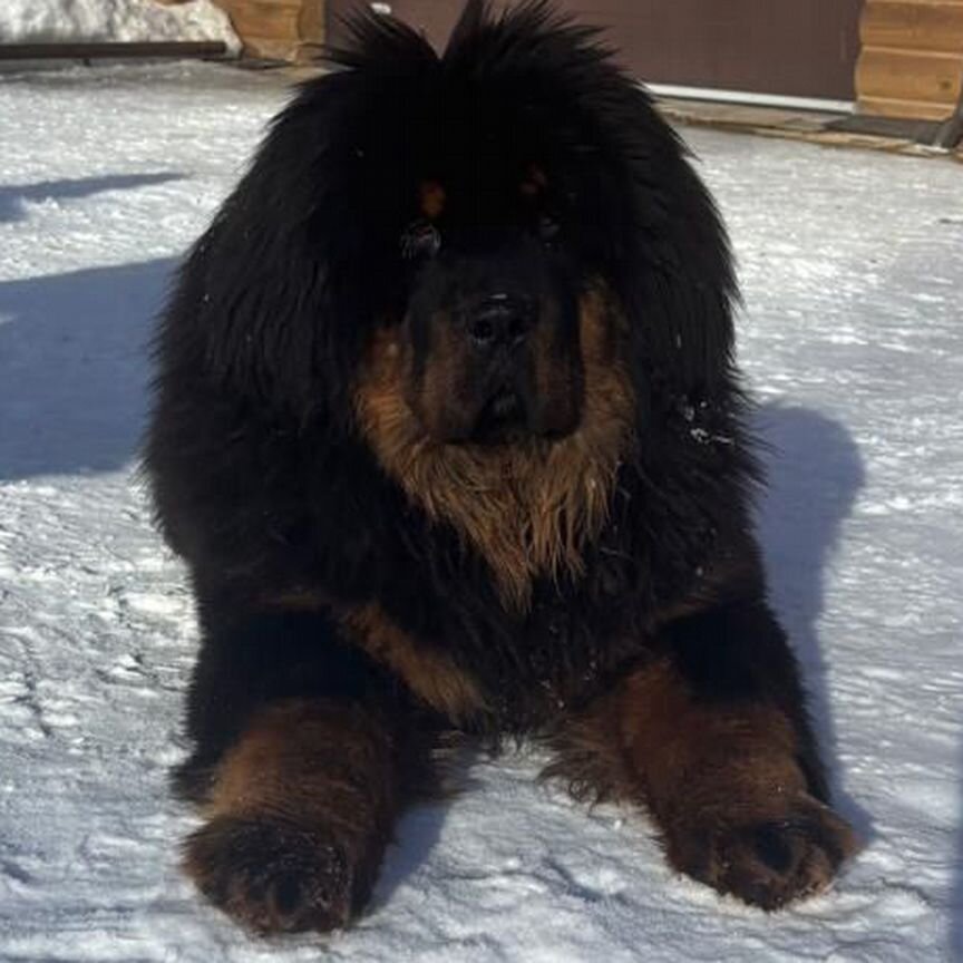 Тибетский мастиф, щенок