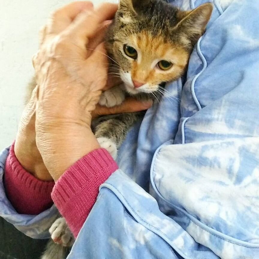 Котенок Ассоль окажется на улице