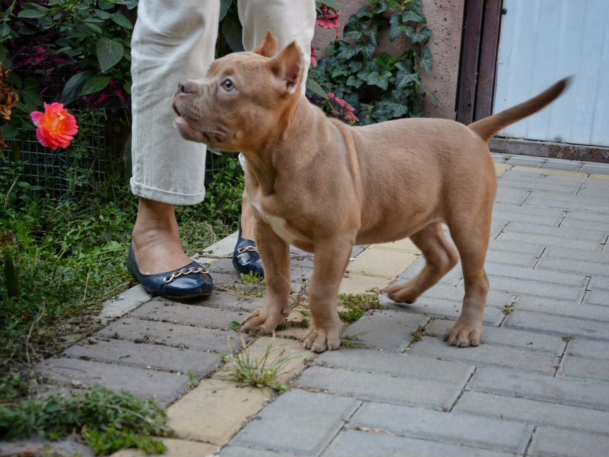 Американский булли покет (питомник GFB)