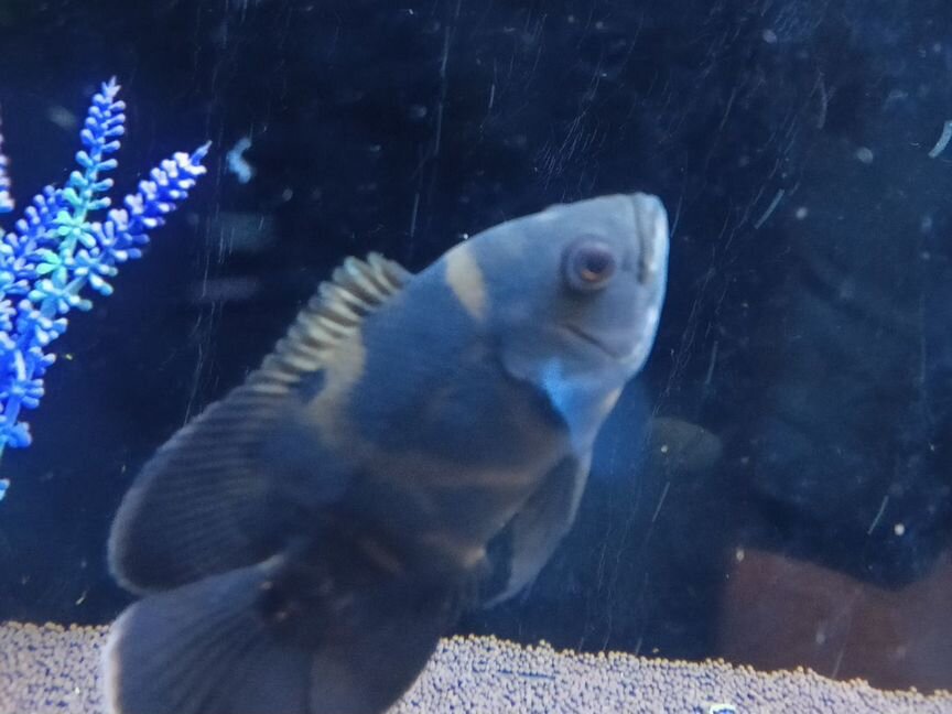 Астронотус