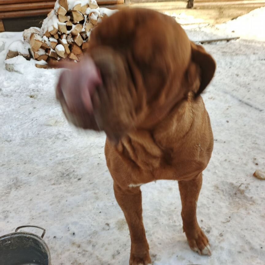 Бордоский дог, взрослая собака