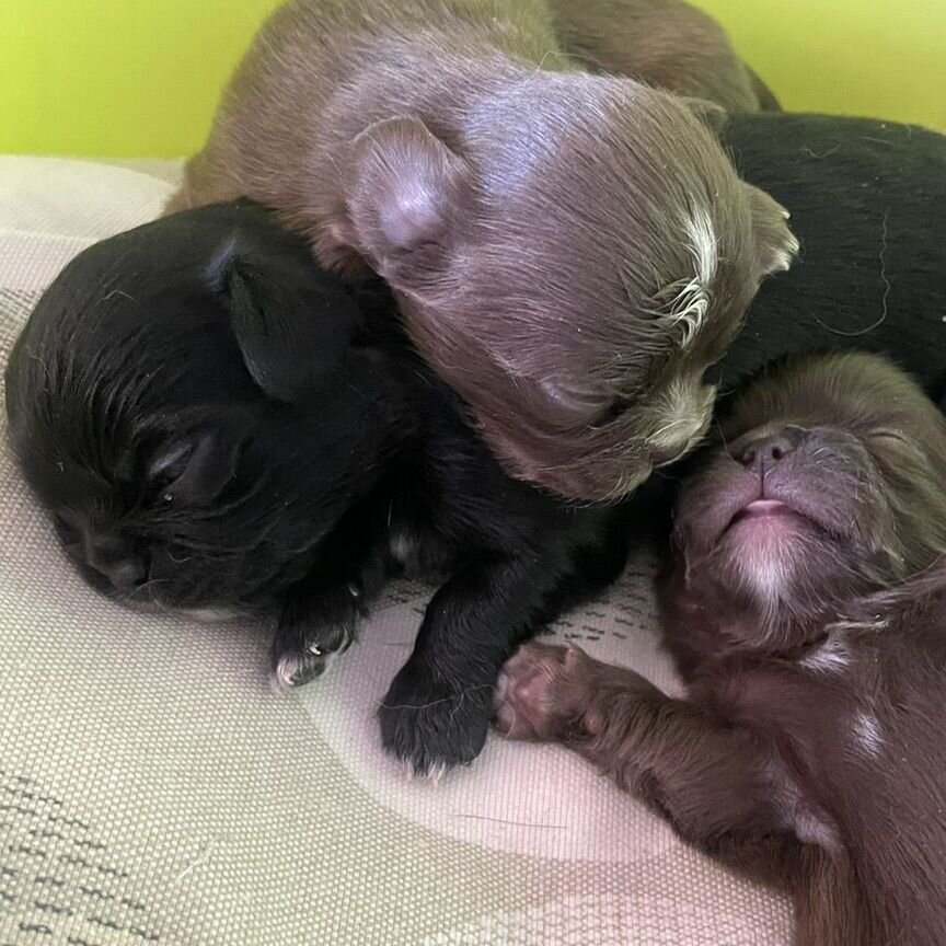 Чихуахуа, щенок