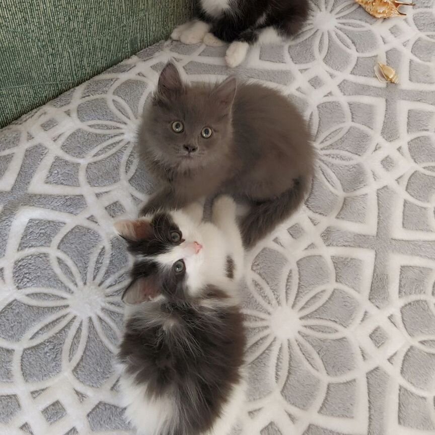 Котята в добрые руки