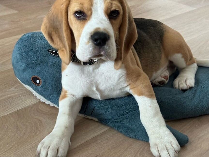 Щенок бигль