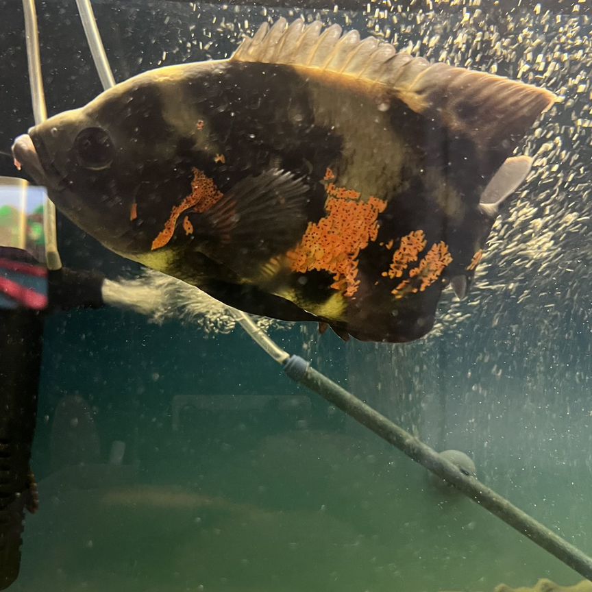 Рыба цехлид