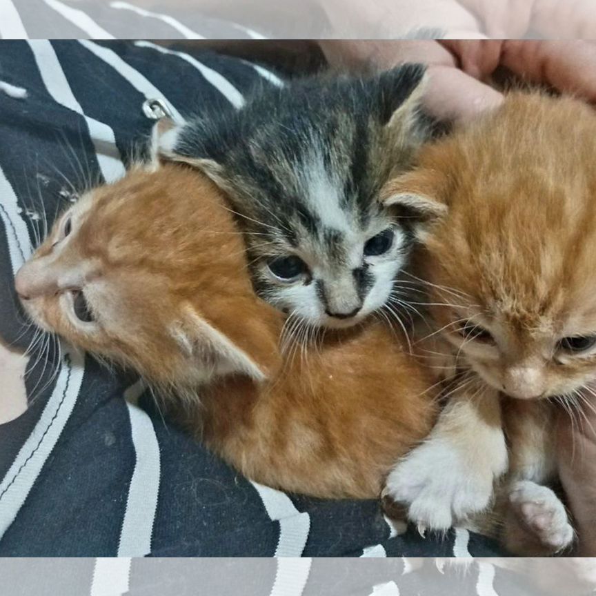 Котята бобтейл помесь