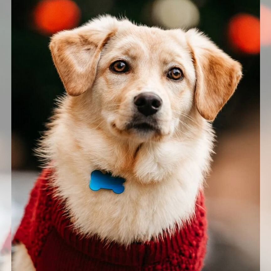 Щенок в добрые руки