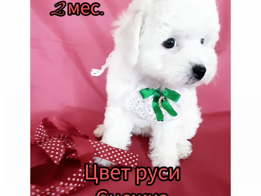 Бишон фризе белая снежка