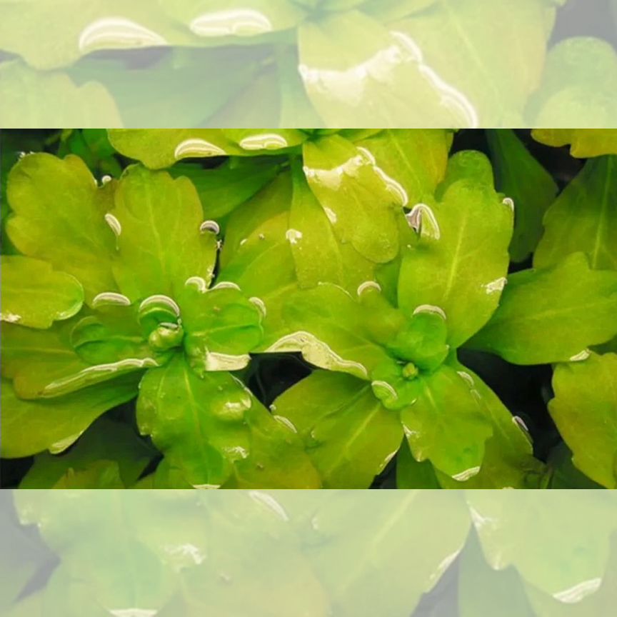 Аквариумное растение и рыбки