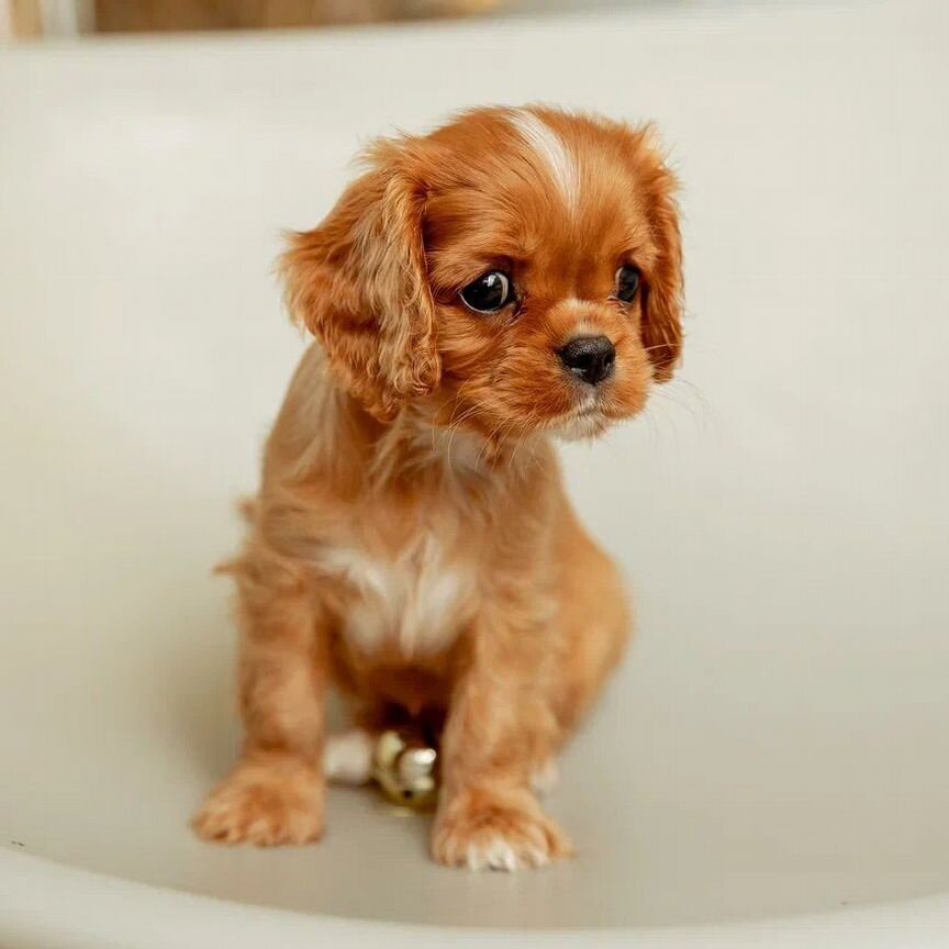 Кавалер кинг чарльз