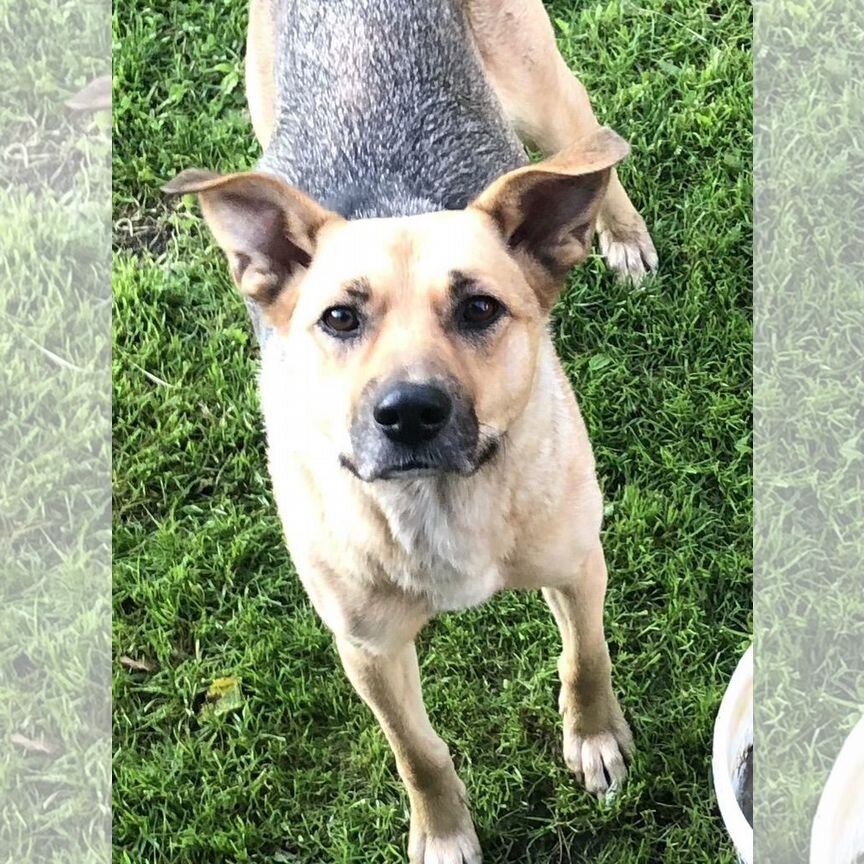 Собачка в дар