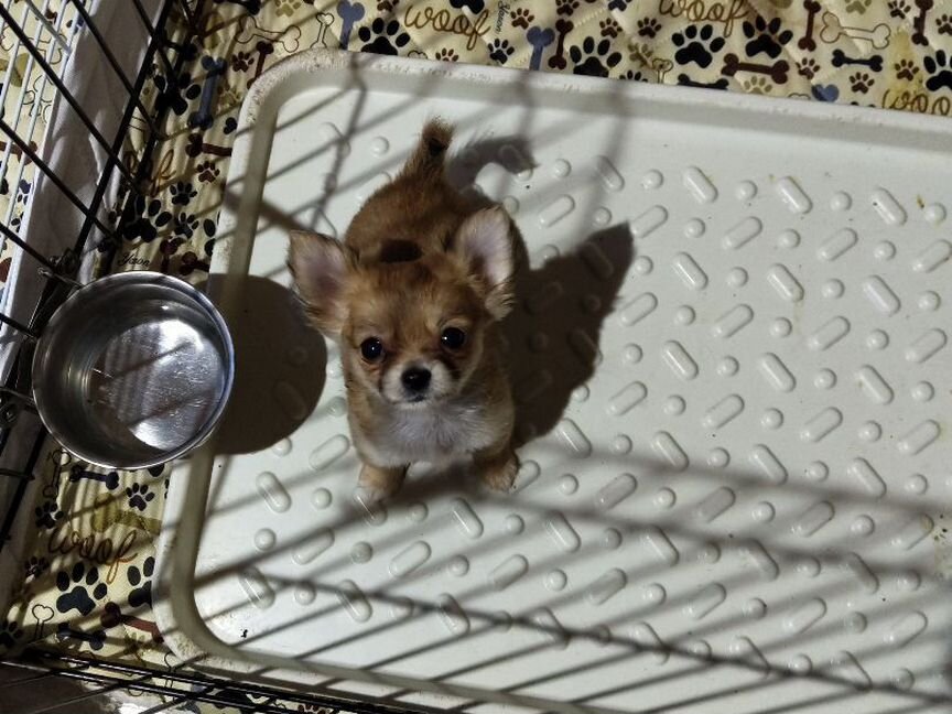 Малыши чихи