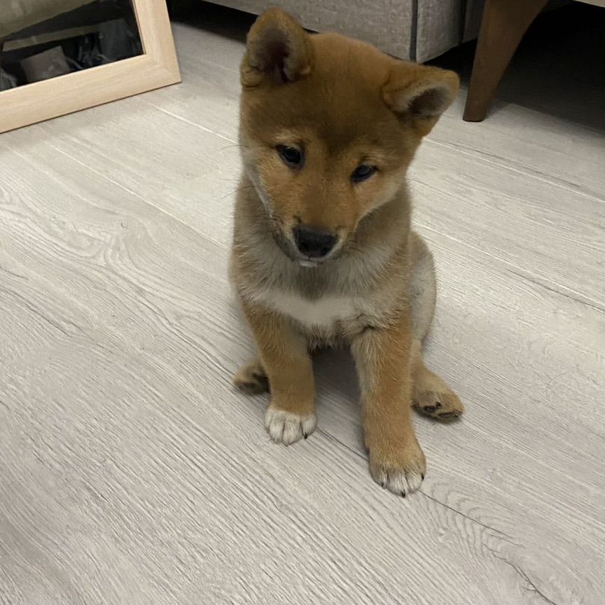 Собаки сиба ину щенок