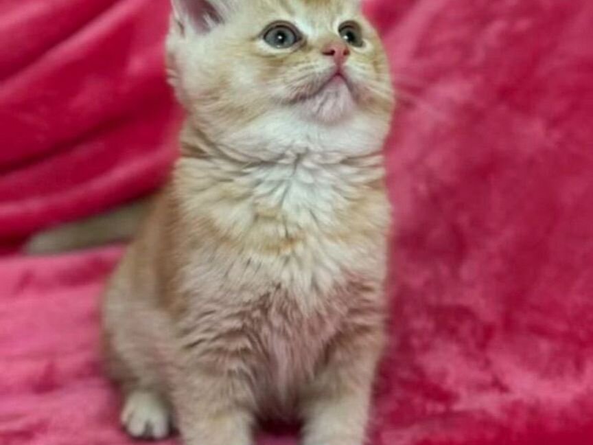 Британский котенок, золотой шиншилла