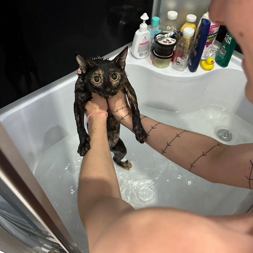Смешная кошка со смешным именем