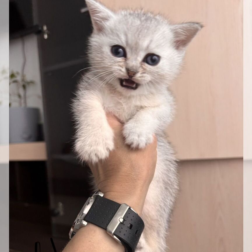 Шотландский прямоухий короткошёрстный котёнок