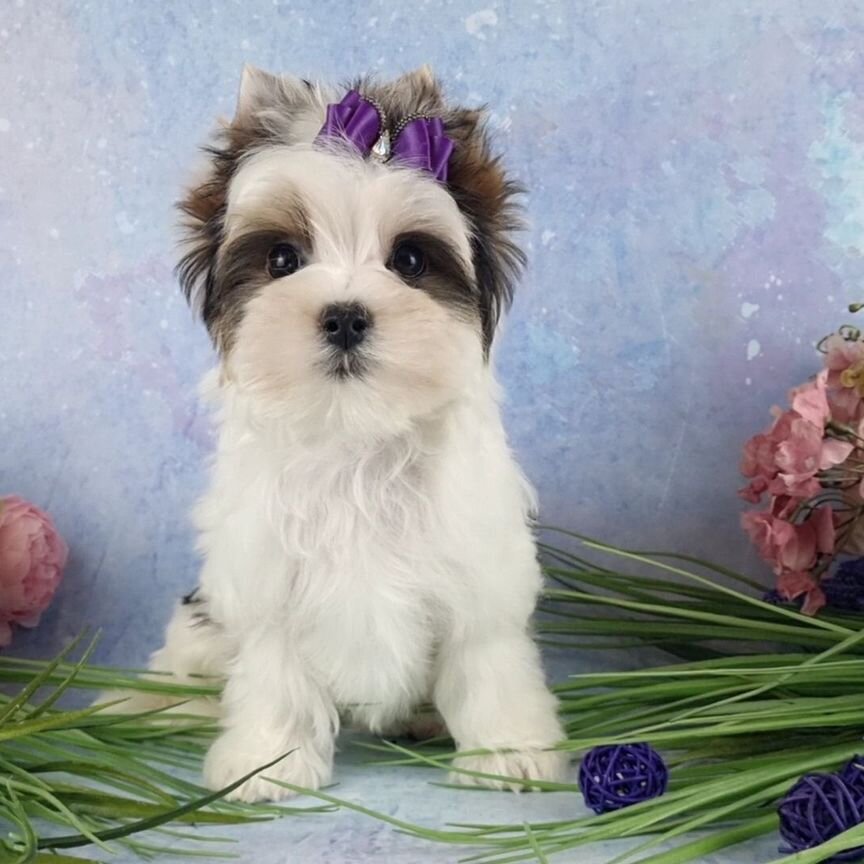 Шикарный мальчик породы Бивер