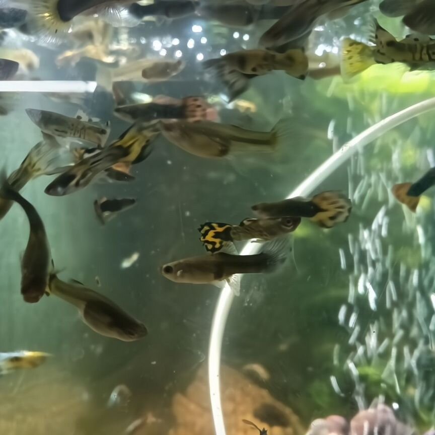 Аквариумные рыбки гуппи