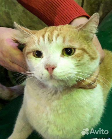 Спасите Рыжика