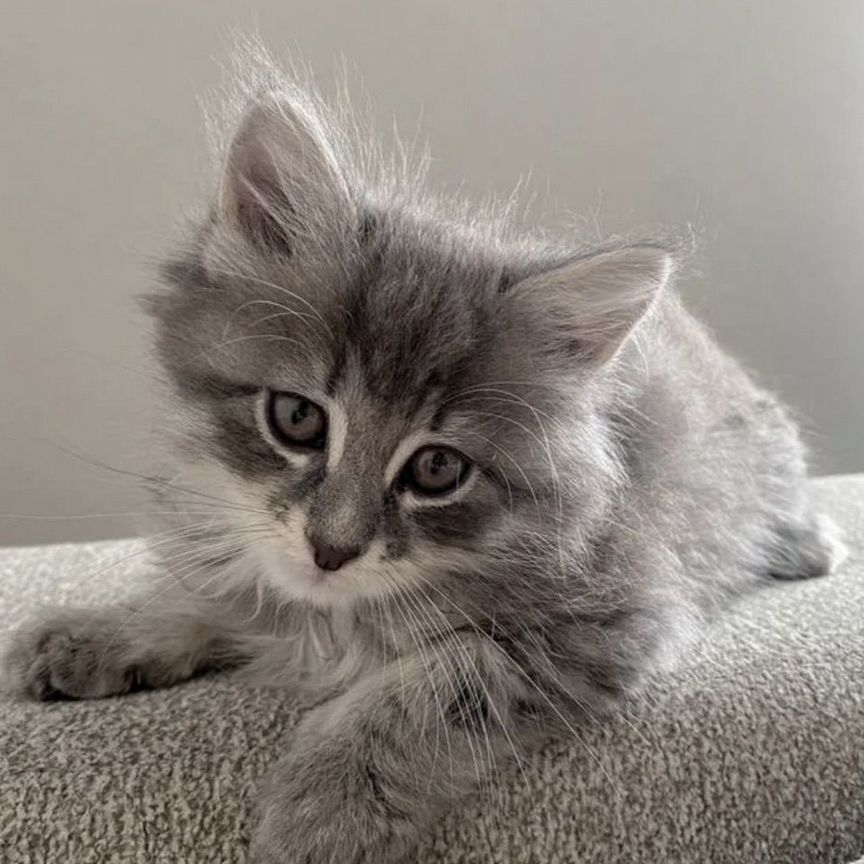 Британский короткошёрстный котёнок