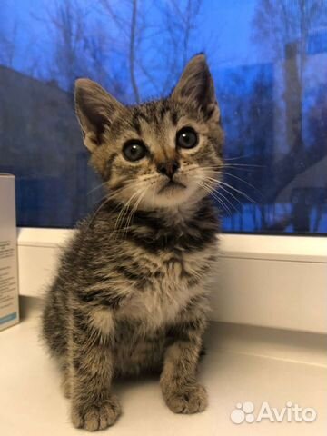 Котенок Максик в добрые руки