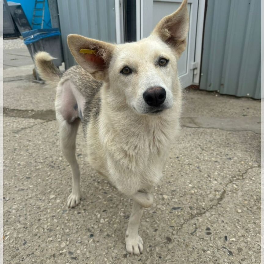 Собачка на трех лапах выживает на улице