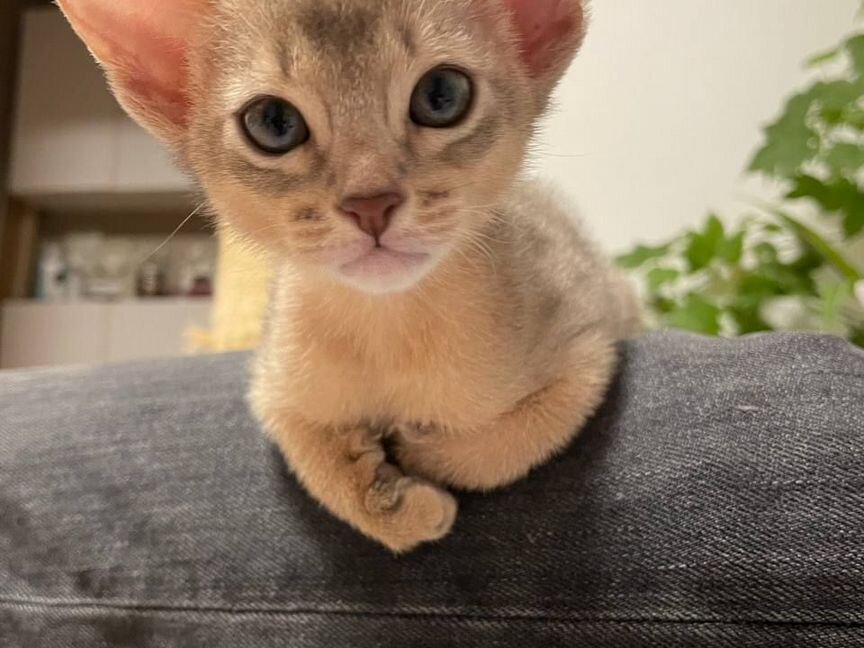 Абиссинские котята дикий окрас