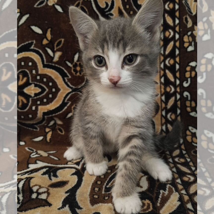 Котёнок в добрые руки